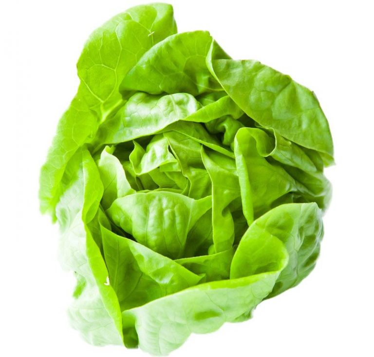 Scheda lattuga – Sviluppo Agricolo Bianchino